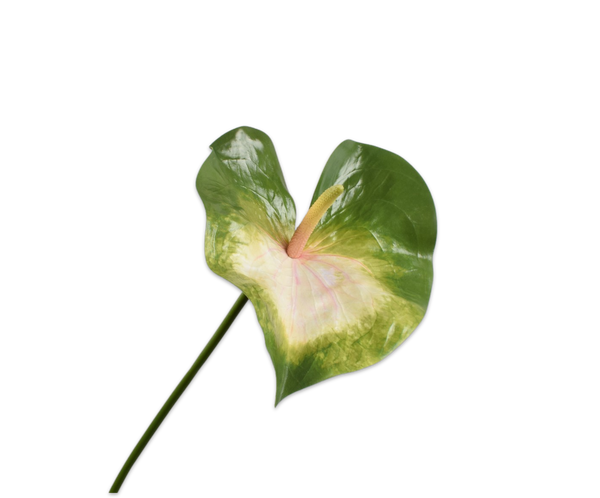 Silk-ka - Anthurium Steel 81cm (Roze) | 's Zomers